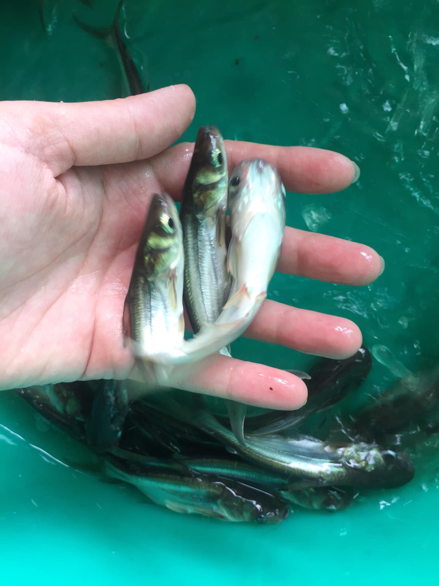 Cá Tra giống đủ kích cỡ giá tốt, ship tận nhà cho bà con