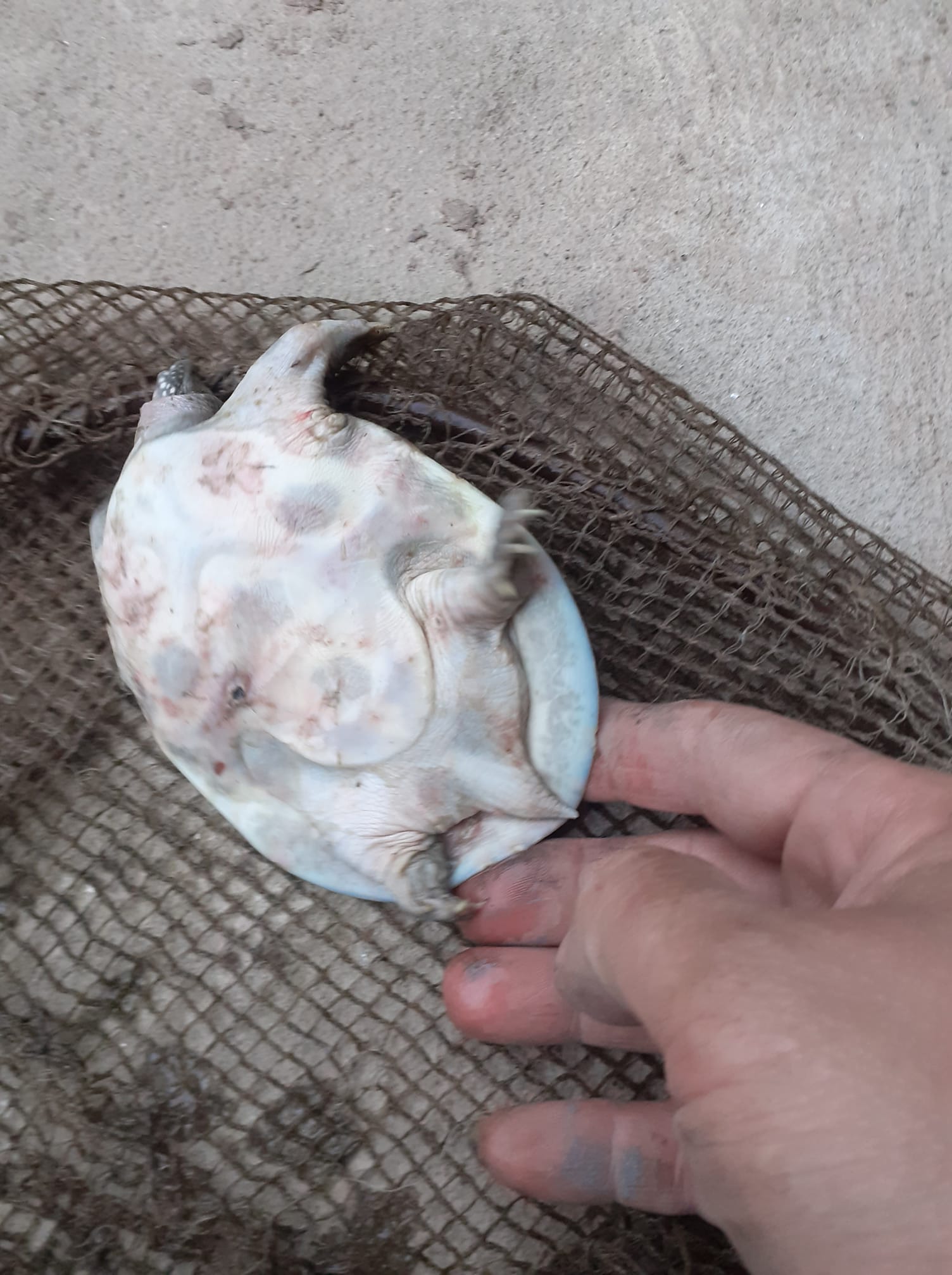 Các bệnh thường gặp ở baba và mẹo điều trị dứt điểm bệnh