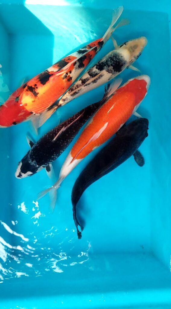 Cá Koi Nhật, Koi F1, Koi ta chuẩn - Gía tốt nhất thị trường, ship tận nơi